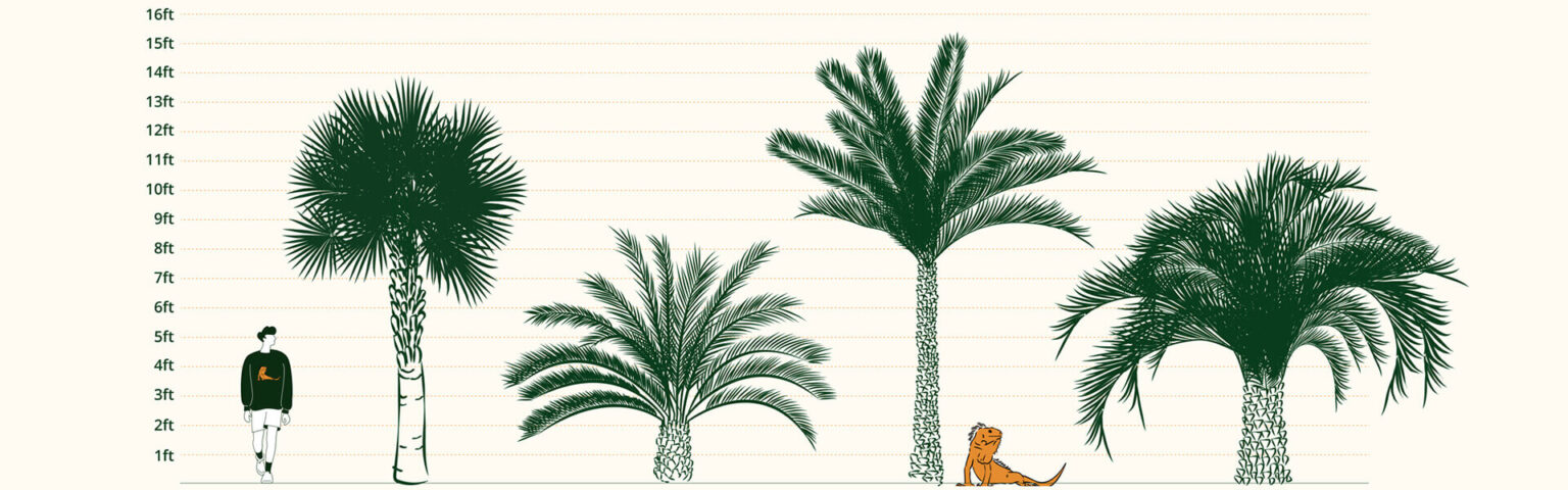 Sizing Chart - iguanapalms.com