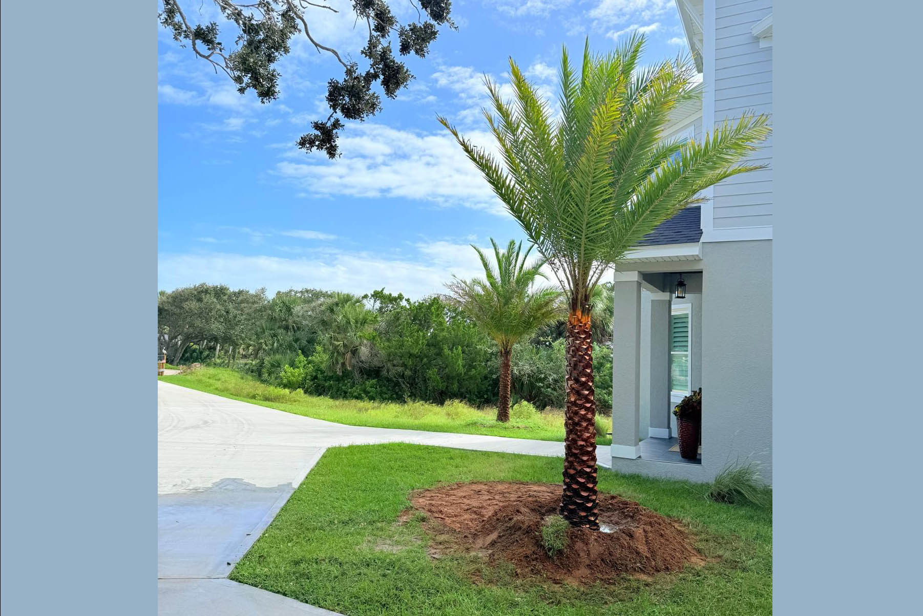Cold Hardy Palms for Zone 9: North Florida & South Georgia ...